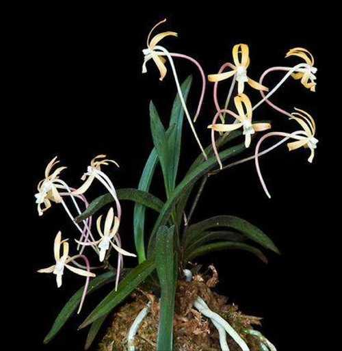 Орхидея Neofinetia falcata Yubae