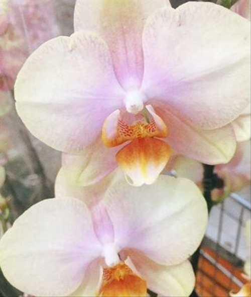 Орхидея фаленопсис аналог Легато ароматная