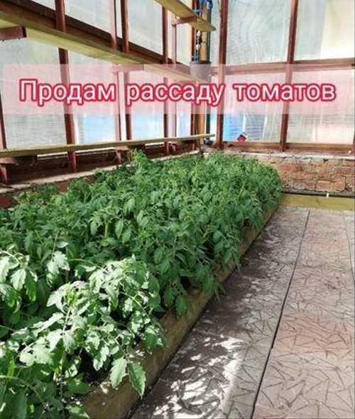 Продам Рассада помидоров томатов