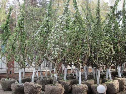 Саженцы крупномеров плодовых деревьев 5-6 лет