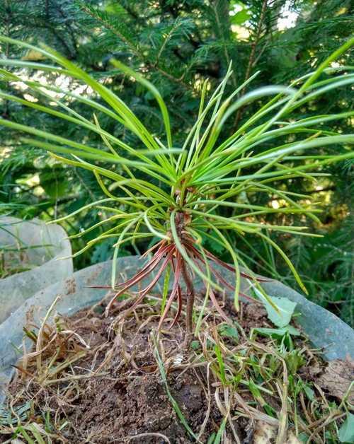 Кедр корейский двухлетний