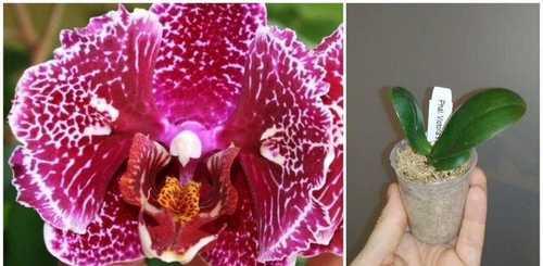 Орхидея фаленопсис малыши не цветут