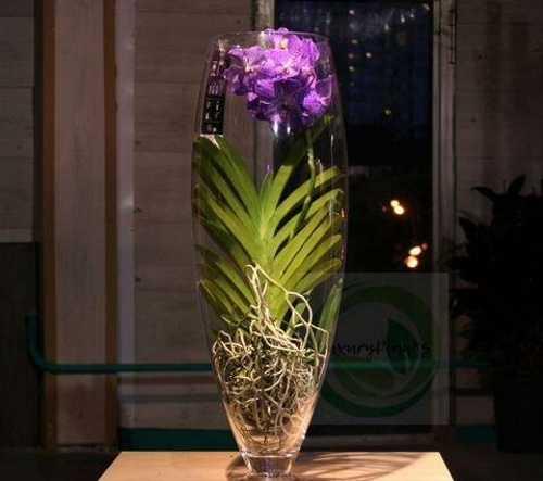 Орхидея Ванда в бокале Шампань Фиолетовая
