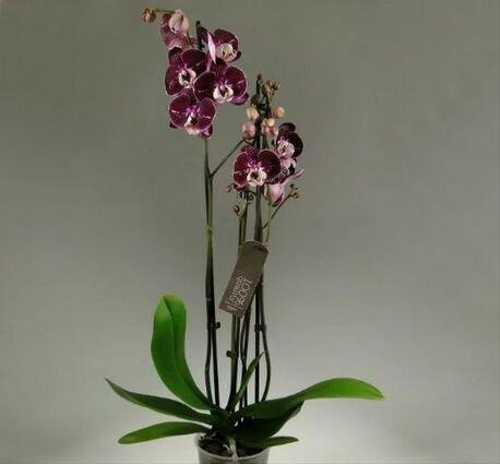 Орхидея фаленопсис фиолетово-белая