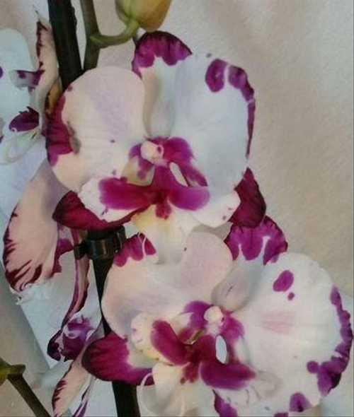Орхидея Phal. Big Lip цветущий с бутонам