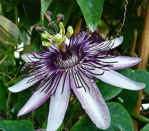 Пассифлора Passiflora Klara