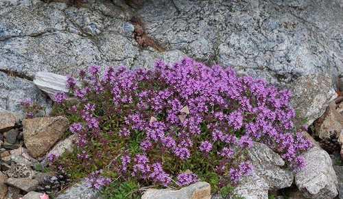 Чабрец, котовник, тархун, душица,щавель