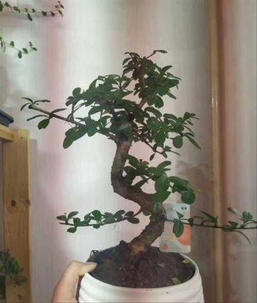 Бонсай чайное дерево 35 см