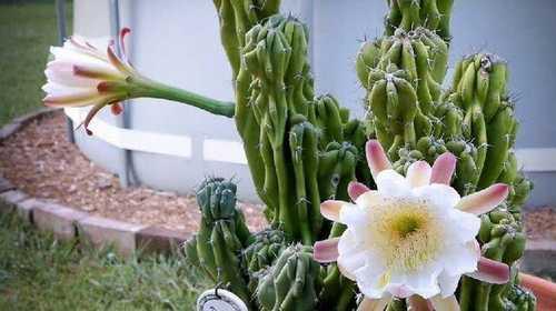Цереус перуанский, садик из кактусов и сукулентов