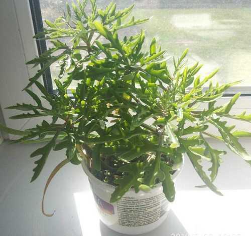 Каланхоэ, алоэ, суккулент