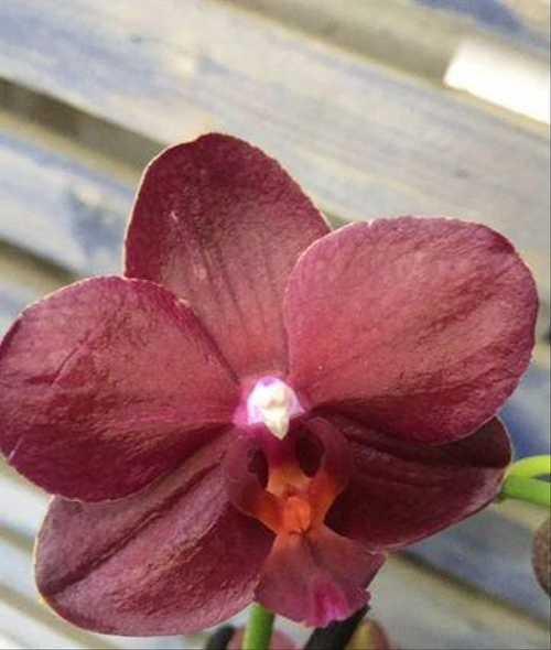 Орхидея фаленопсис Сого Реликс с деткой