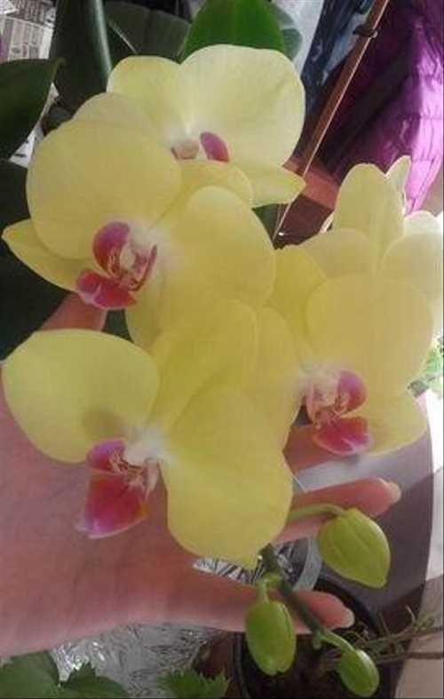 Орхидея фаленопсис Желтая жемчужина