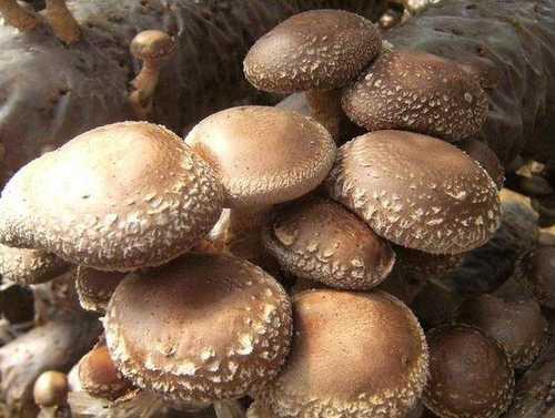 Готовые грибные грядки