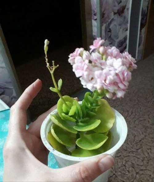 Каланхоэ розовое
