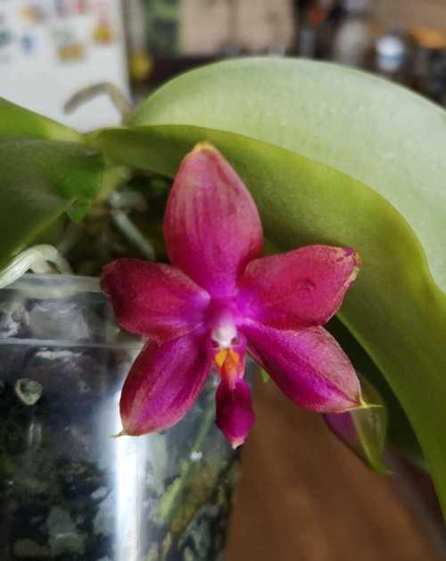 Орхидея фаленопсис phal princess kaiulani