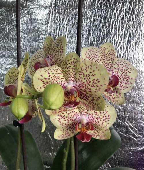 Орхидея фаленопсис fancy freckles