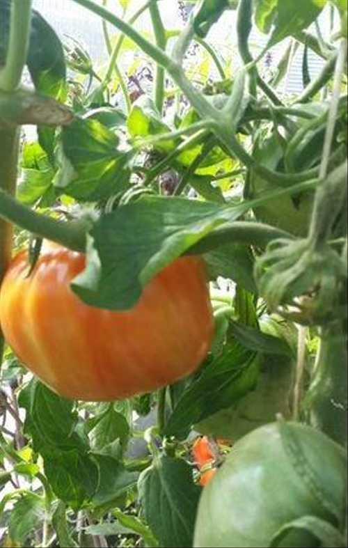 Семена томатов с собственного участка, выращены в