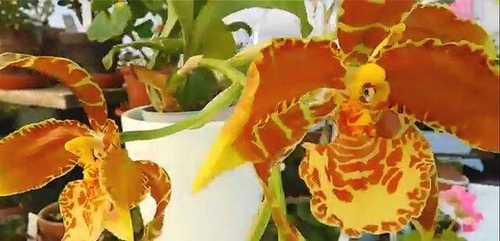 Орхидея с тигровым окрасом и ароматом