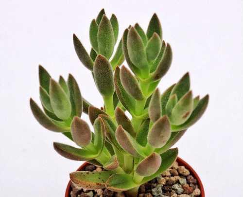 Крассула Эрнести (Crassula Ernestii)