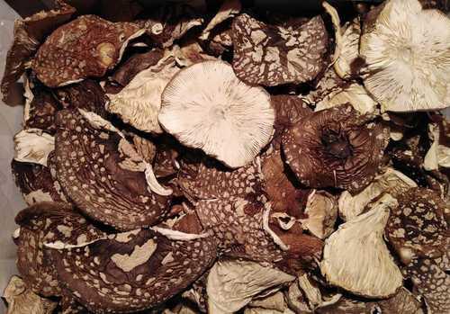 Мухомор пантерный