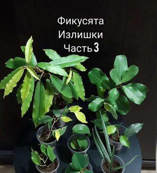 Сортовые фикусы. Часть 3