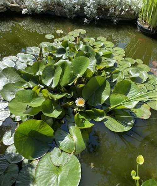 Водяные лилии и ирисы, пантедерия