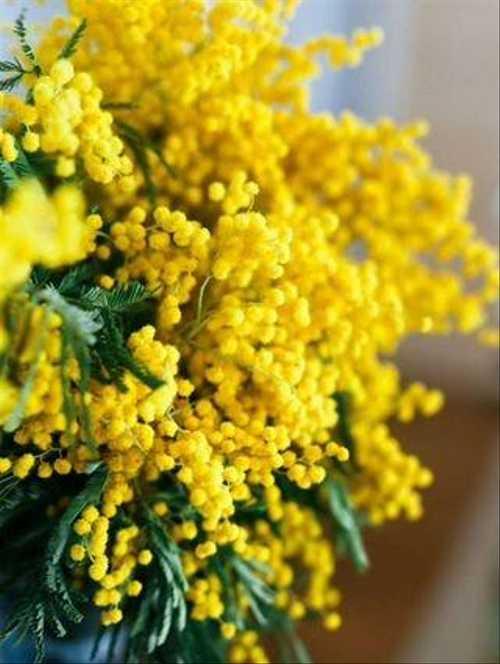 Мимоза лимонка