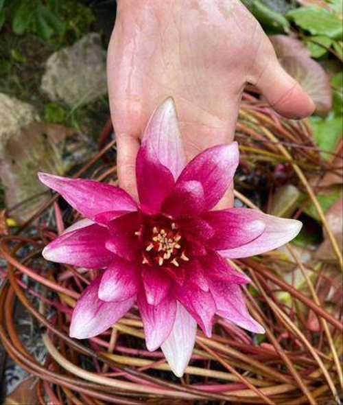 Водные растения