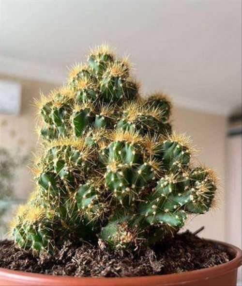 Кактус Цереус перуанский - Cereus Peruvianus