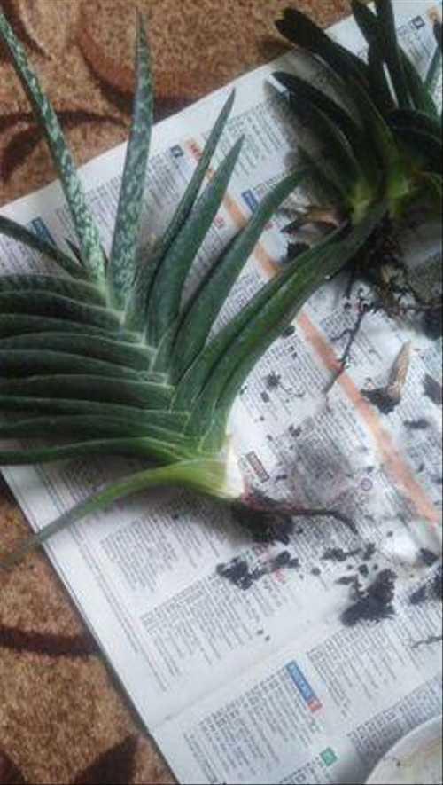 Алоэ тигровое