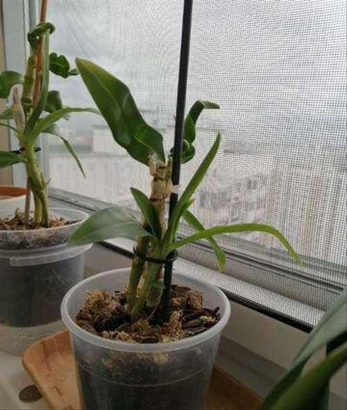Орхидея дендробиум нобиле белая детки