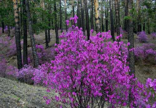 Рододендрон даурский или Багульник(Rhododendron da