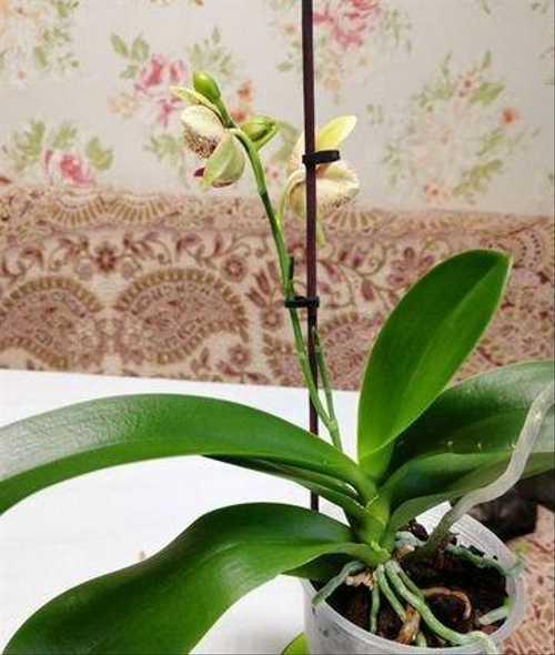 Орхидея фаленопсис wild geel
