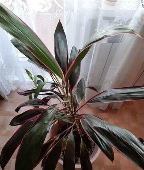 Кордилина - комнатное растение, цветы, пальма