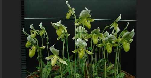 Орхидея Paph Femma и Paph Pinochio