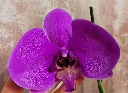 Орхидея фаленопсис Red Diamond