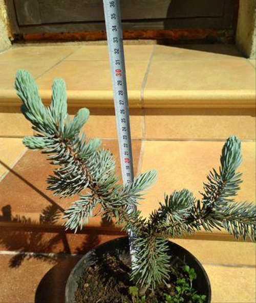 Продам Ель колючая 'Хупси' (Picea pungens 'Hoopsi)