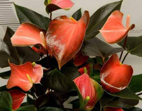 Антуриум рейнбоу Anthurium rainbow Champion