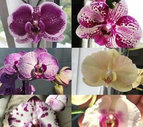 Орхидеи фаленопсис отцветшие