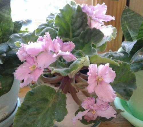 Фиалка отростки