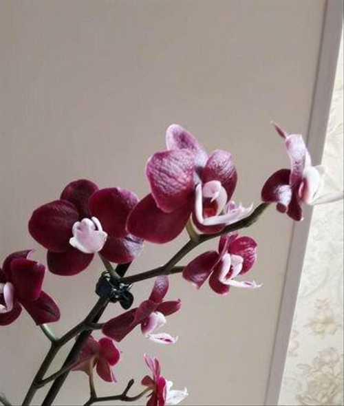 Орхидея Каода Твинкл