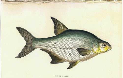 Гравюра. Литография. Рыба. Англия. 1877 г