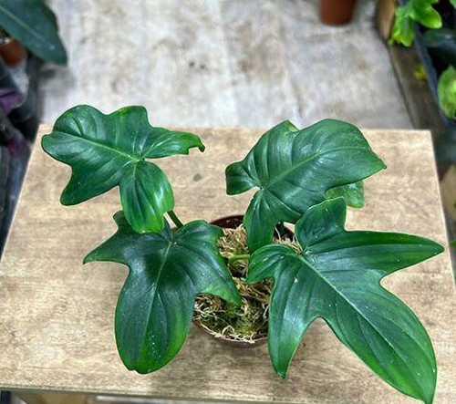 Филодендрон Педатум Philodendron Pedatum