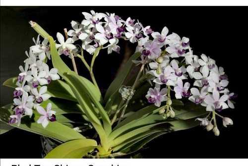 Фаленопсис Сапфир