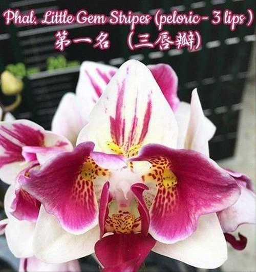 Орхидея с цветоносом Phal. Little Gem Stripes