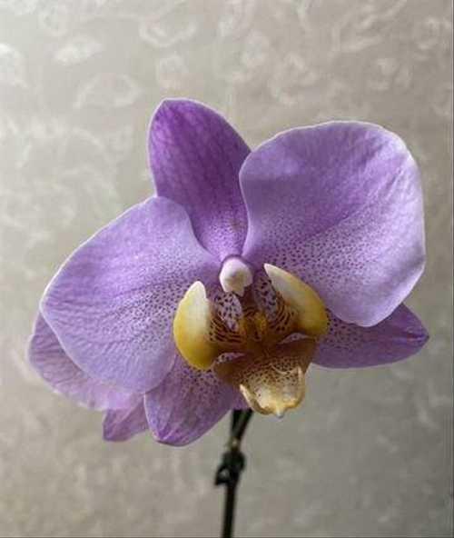 Амадора орхидея фаленопсис фото и описание