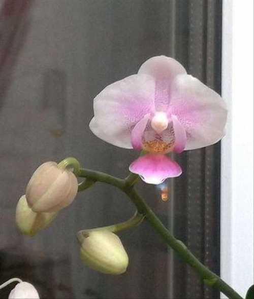 Орхидея фаленопсис мультифлора pink dream