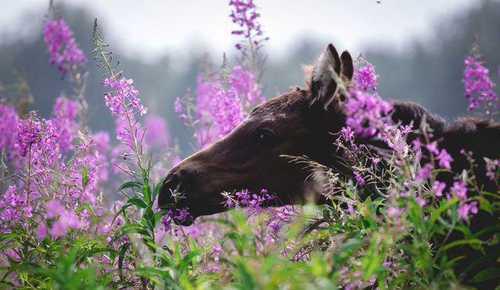 Трава тысячелистника