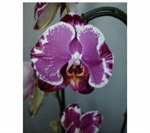 Орхидея фаленопсис-грандифлора Sacrifice
