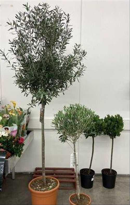 Олива / Оливковое дерево европейское Н 180 см / Н